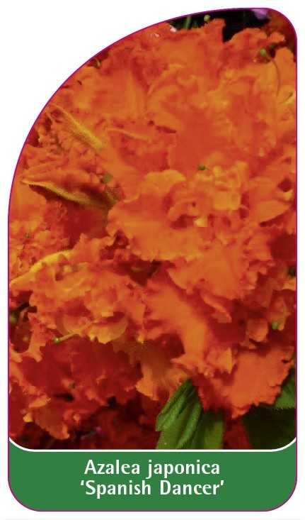 Azalea japonica 'Spanish Dancer', 68 x 120 mm - Etiketten-Becker