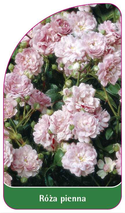 Róza pienna Nr. 41, 68 x 120 mm PL - Etiketten-Becker