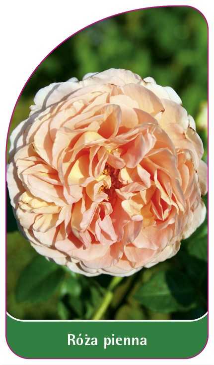 Róza pienna Nr. 55, 68 x 120 mm PL - Etiketten-Becker