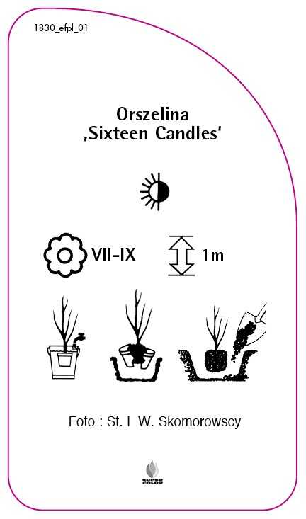 Clethra 'Sixteen Candles', 68 x 120 mm - Etiketten-Becker