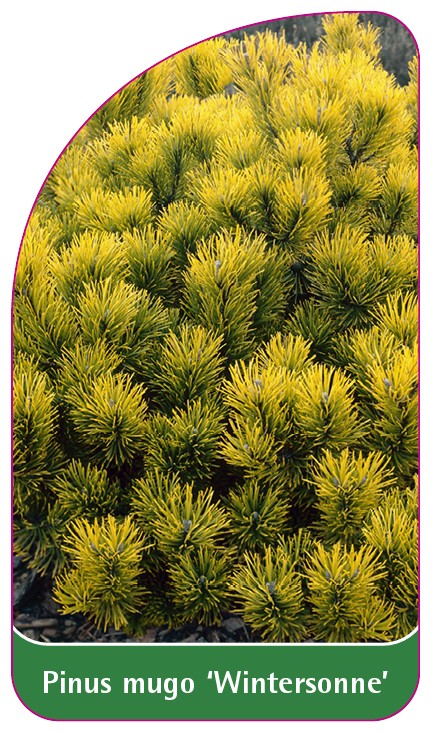 Pinus mugo 'Wintersonne', 68 x 120 mm - Etiketten-Becker