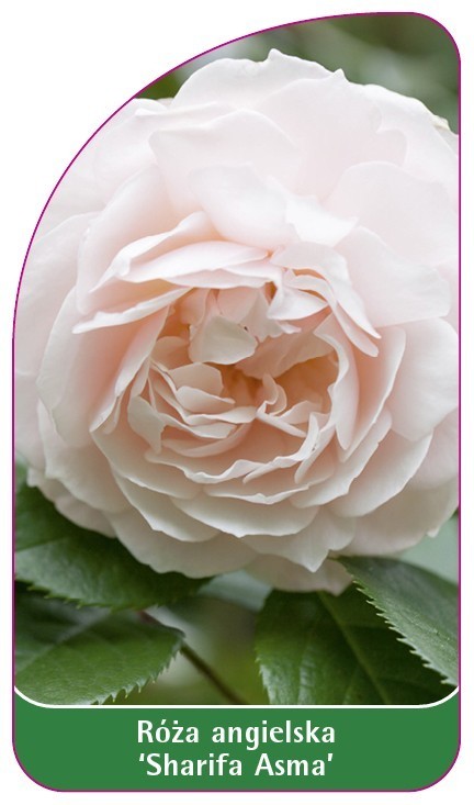 Róza angielska 'Sharifa Asma', 68 x 120 mm PL - Etiketten-Becker