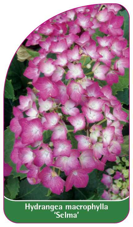 Hydrangea macrophylla 'Selma', 68 x 120 mm - Etiketten-Becker