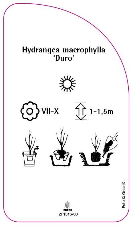 Hydrangea marcophylla 'Duro', 68 x 120 mm - Etiketten-Becker