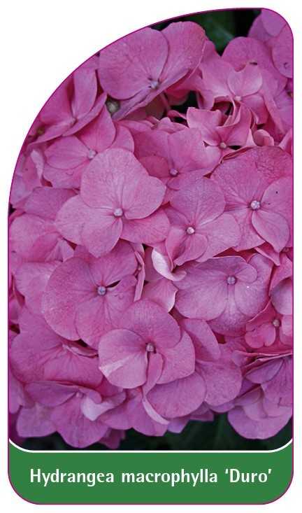 Hydrangea marcophylla 'Duro', 68 x 120 mm - Etiketten-Becker