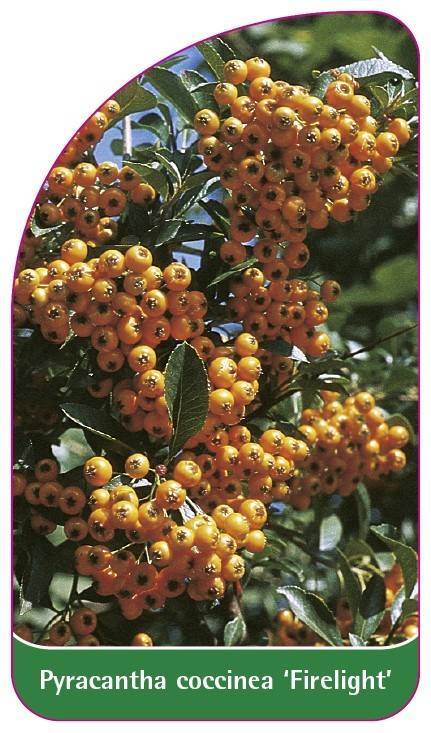 Pyracantha coccinea 'Firelight', 68 x 120 mm - Etiketten-Becker