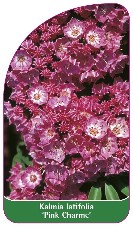 Kalmia latifolia 'Pink Charme', 68 x 120 mm - Etiketten-Becker