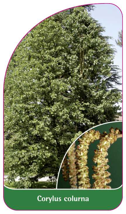 Corylus colurna, 68 x 120 mm - Etiketten-Becker