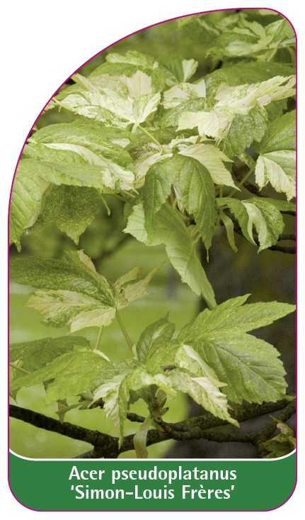 Acer pseudoplatanus 'Simon-Louis Frères', 68 x 120 mm - Etiketten-Becker