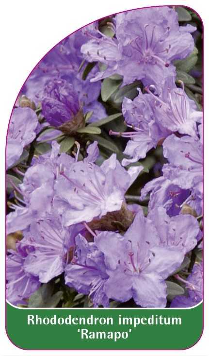 Rhododendron impeditum 'Ramapo', 68 x 120 mm - Etiketten-Becker