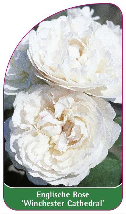 Englische Rose 'Winchester Cathedral', 68 x 120 mm - Etiketten-Becker