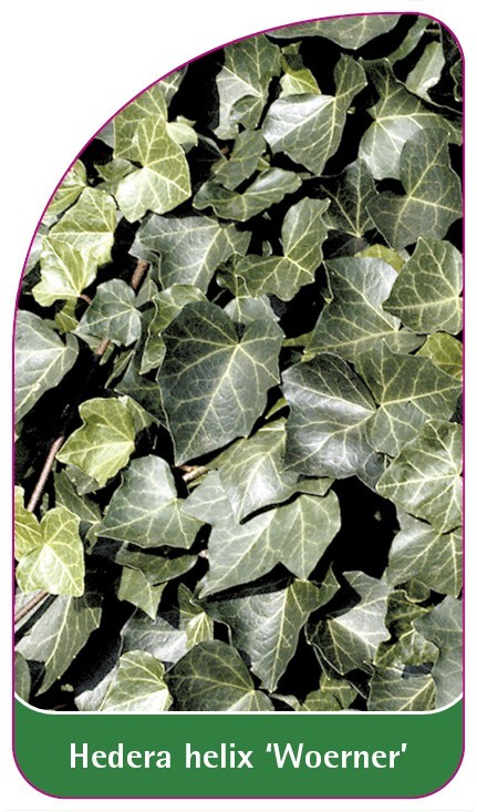 Hedera helix 'Woerner', 68 x 120 mm - Etiketten-Becker