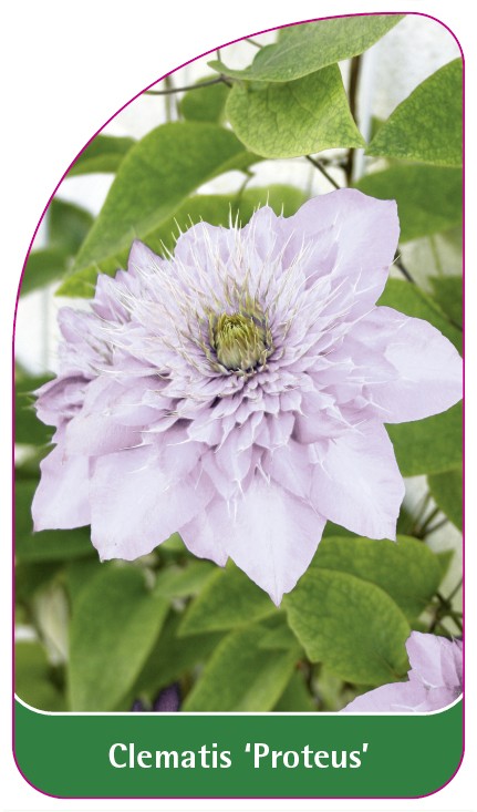 Clematis 'Proteus', 68 x 120 mm - Etiketten-Becker