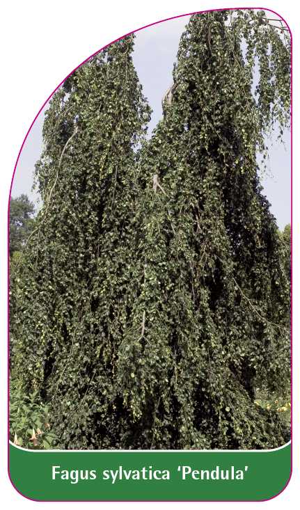 Fagus Sylvatica Pendula 68 X 120 Mm Etiketten Becker 9471